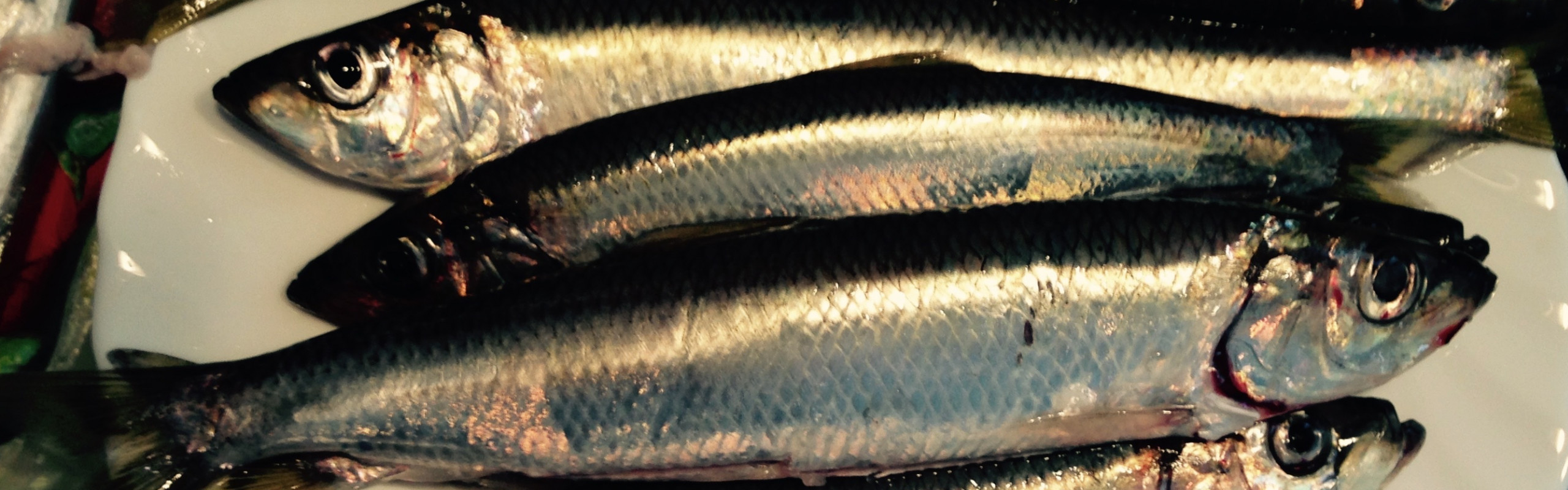 Spegesild | smagforlivet.dk